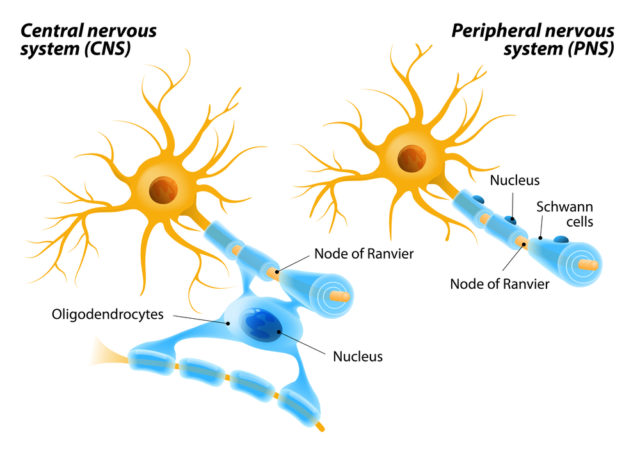Understanding Peripheral and Central Sensitization - Colorado Pain Care